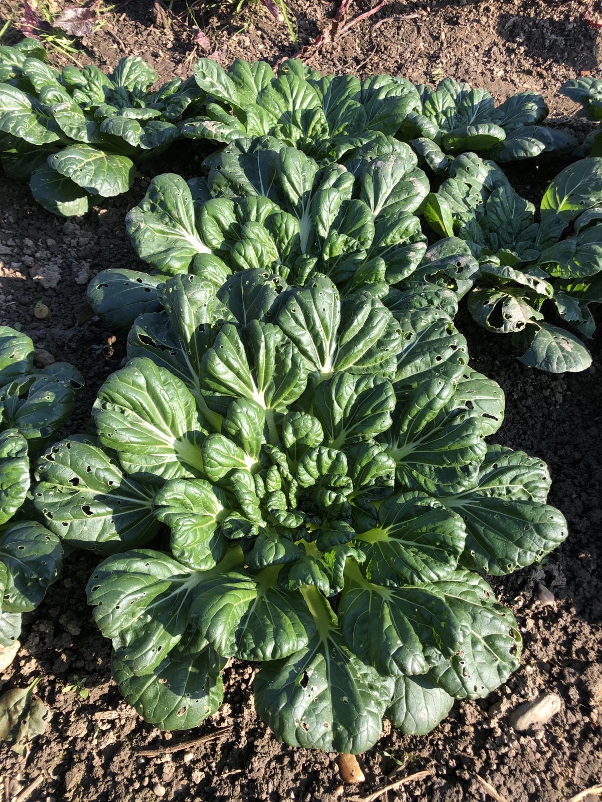 Tatsoi | Unser Bauerngarten